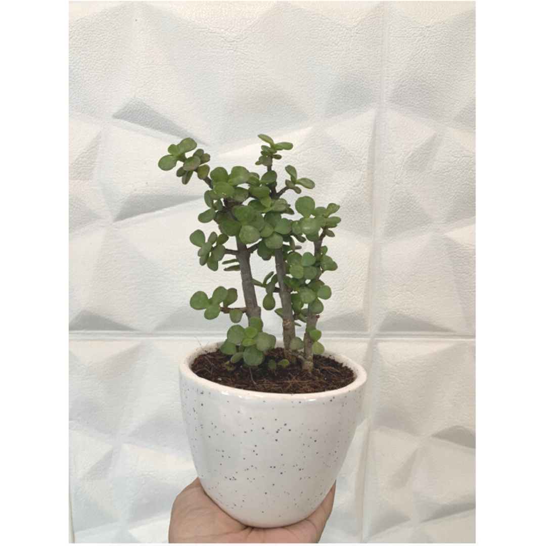Jade Plant - Red Ribbons - Corporate Gifts