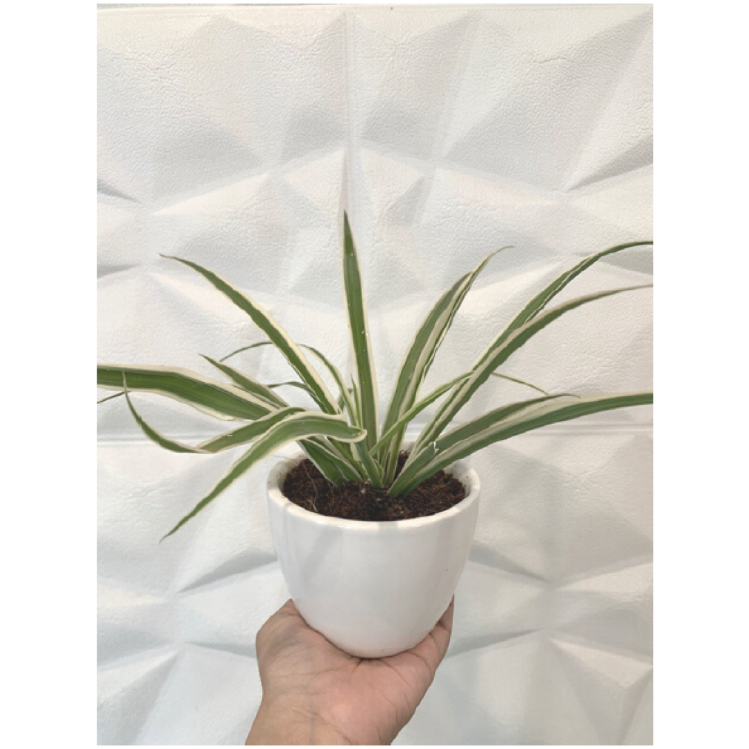 Spider Plant - Red Ribbons - Corporate Gifts